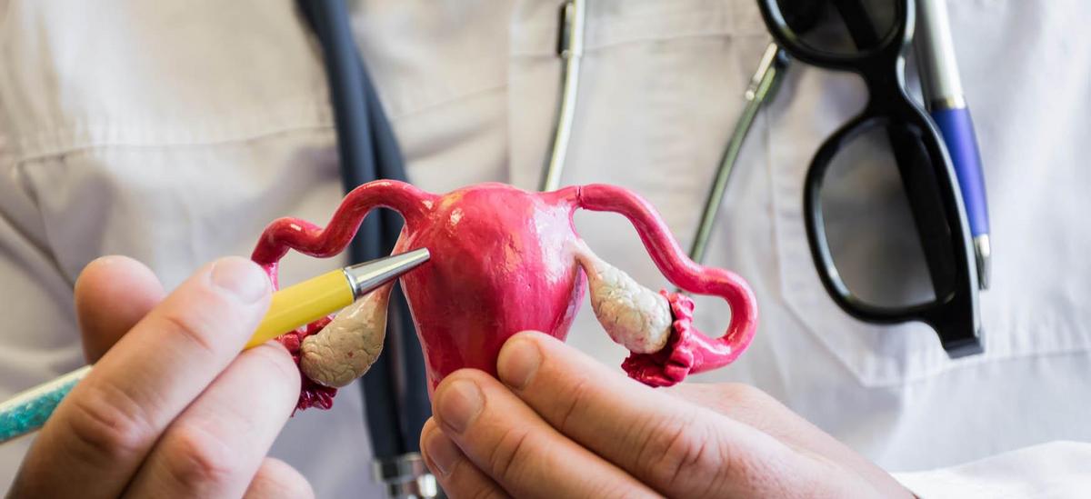 Endometrium - structure, endometrial cycle and impact on fertility • OT ...