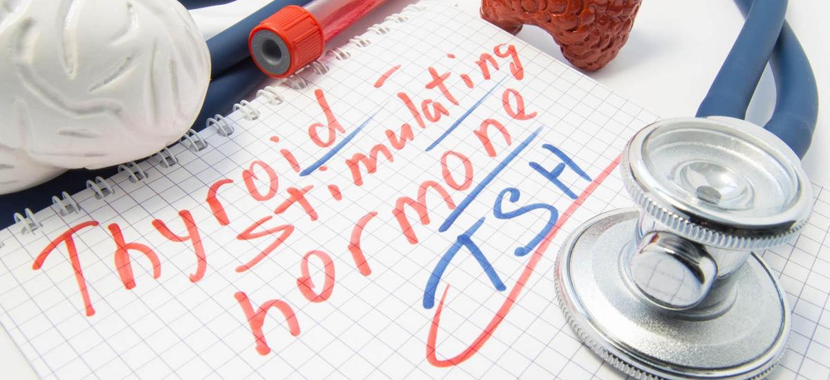 TSH - what is the thyroid hormone responsible for? TSH standards • OT ...